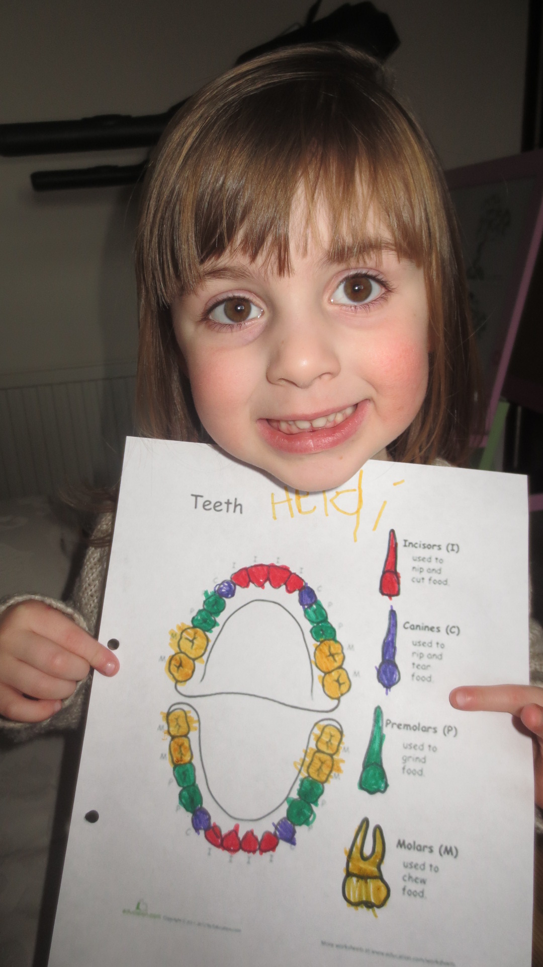 Human Body – Teeth – Home School Journal